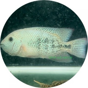 Trop Aquarium