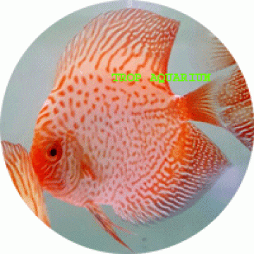 Trop Aquarium